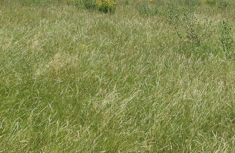 Tall Grass Texture